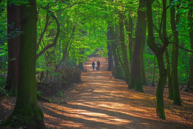 Best Forests In And Around London For Tranquil Woodland Walks