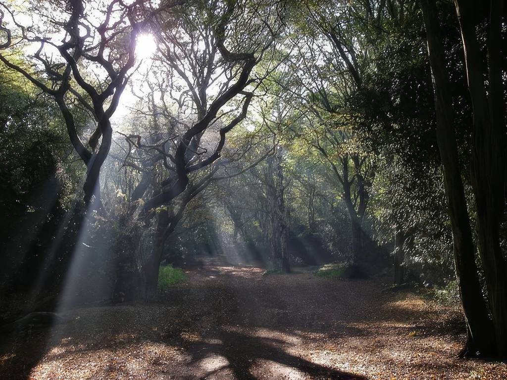 Best Forests In And Around London For Tranquil Woodland Walks
