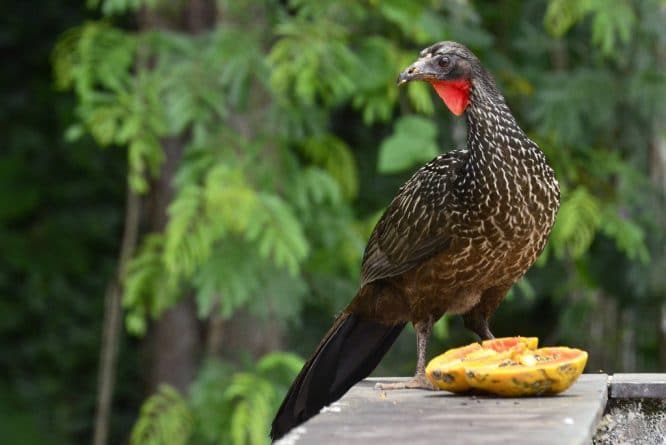 Jacu Coffee: London Coffee Made With Bird Droppings - Secret London