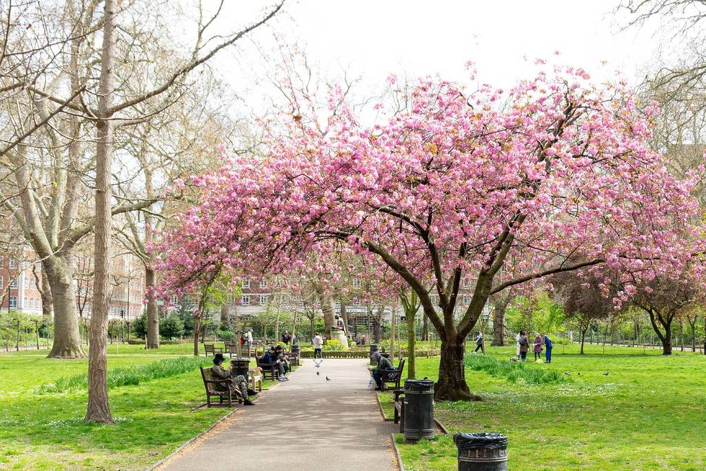 Kirschblüten: Die 32 schönsten Orte, um sie in London zu sehen