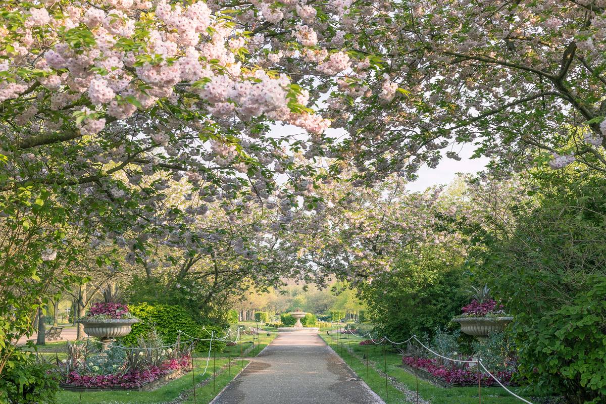 Fiori Di Ciliegio: I 32 Posti Più Belli Dove Avvistarli A Londra