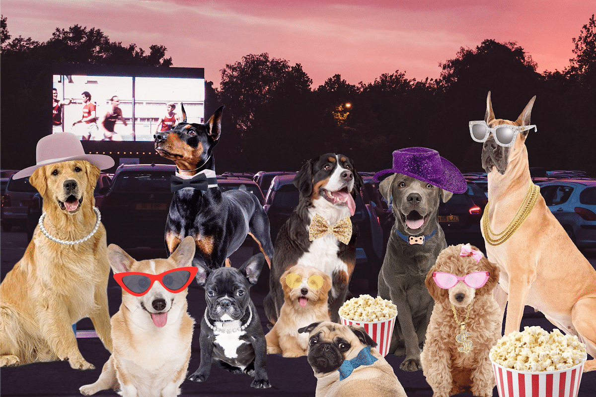 Doggy Drive In: You Can Bring Your Pup Along To This Film Club Night