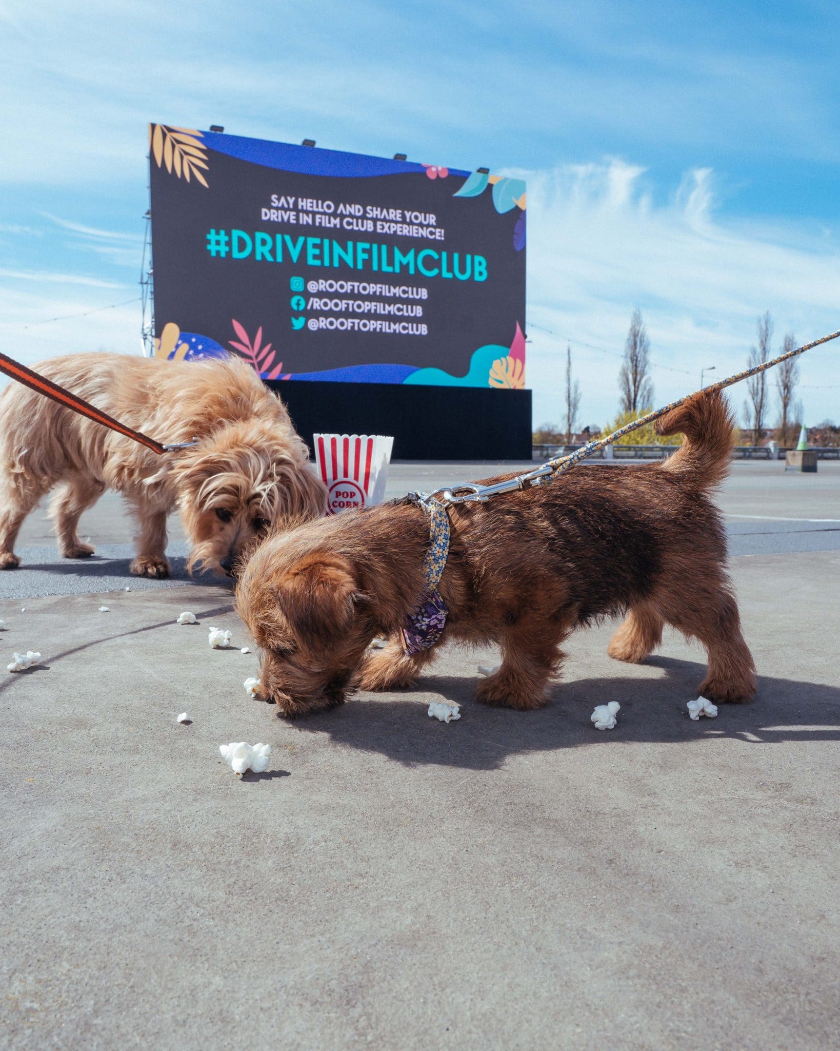 Doggy Drive In: You Can Bring Your Pup Along To This Film Club Night