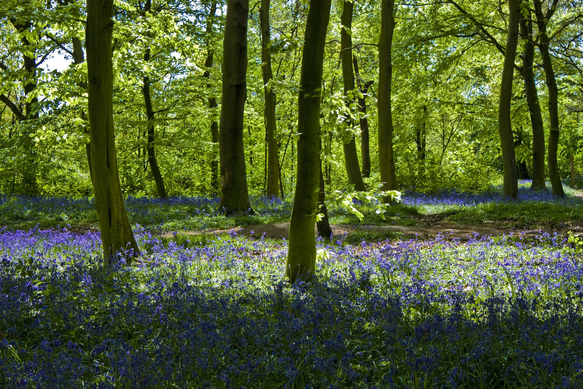 Wanstead Park Is Home To A Sea Of Beautiful Bluebells