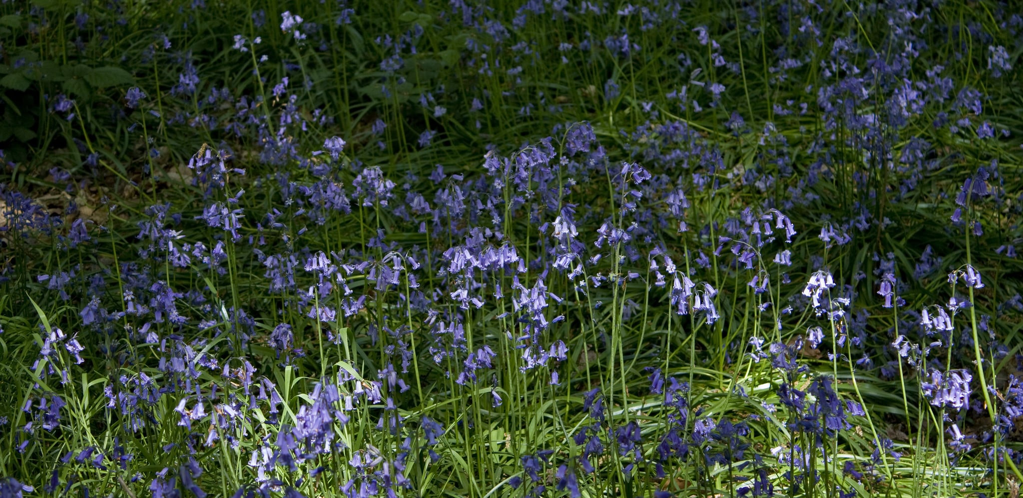 Wanstead Park Is Home To A Sea Of Beautiful Bluebells