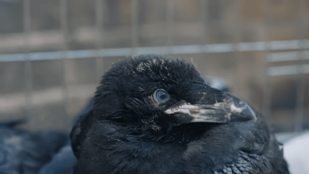 Londoners Can Name An Adorable Baby Raven At The Tower Of London