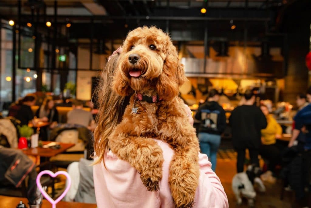 Pug, Dachshund And Cockapoo Cafés Are Popping Up In London Again