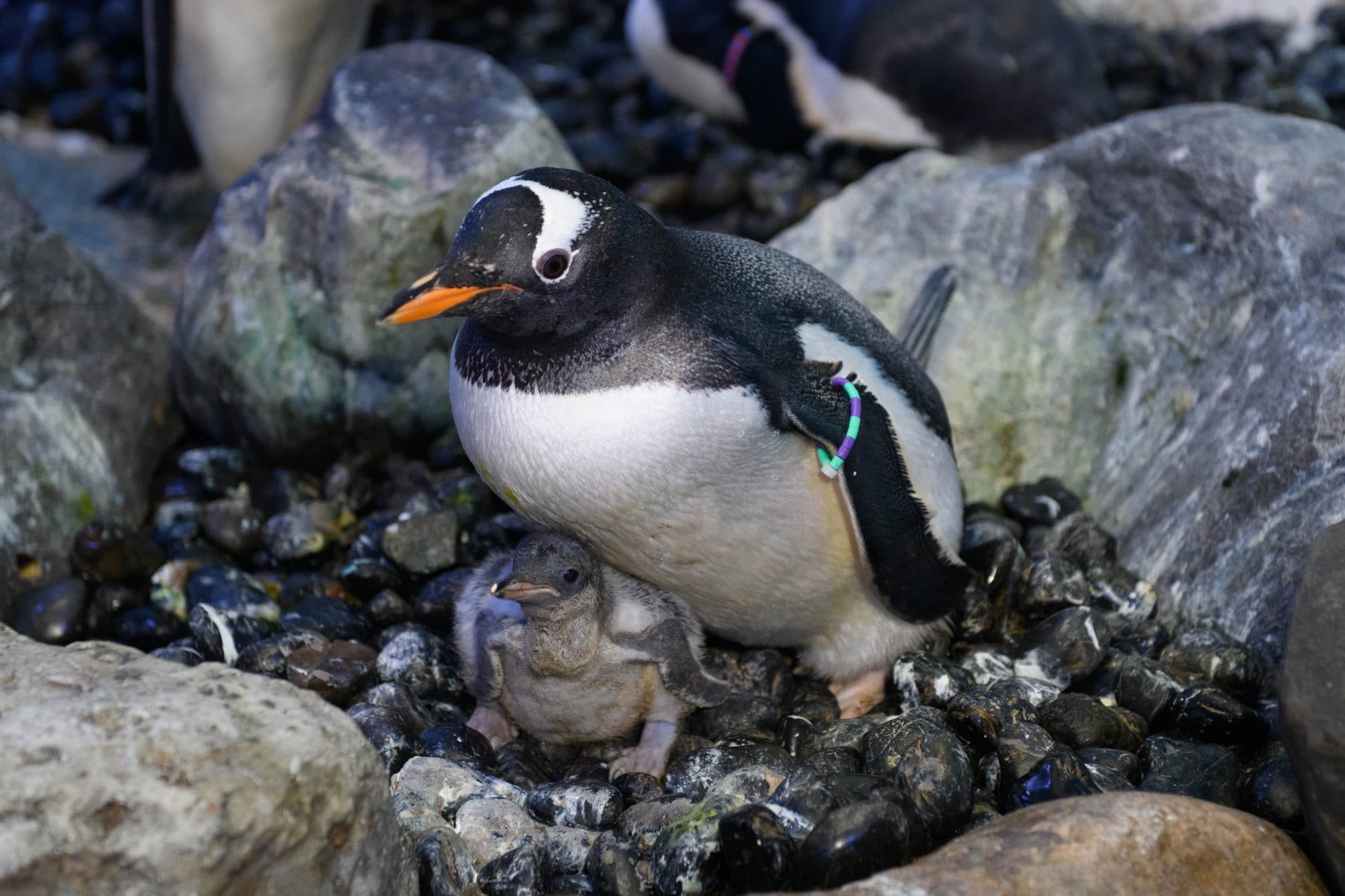 England's Only Gentoo Penguin Chicks Have Just Been Born In London