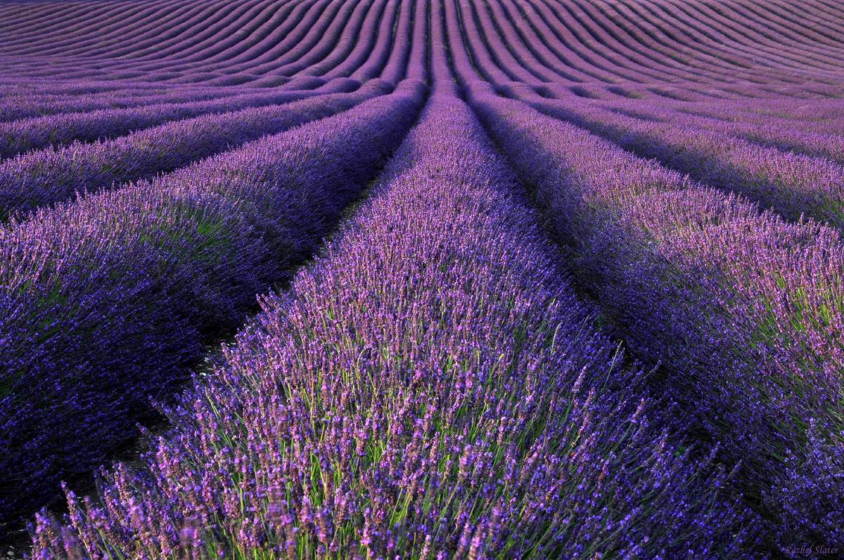 The Most Enchanting Lavender Fields To Explore Near London