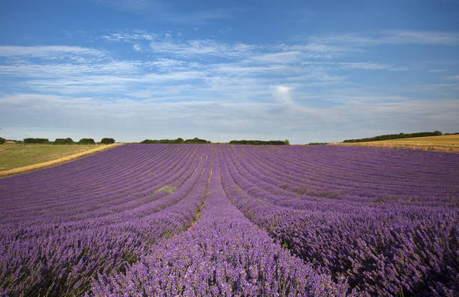 The Most Enchanting Lavender Fields To Explore Near London