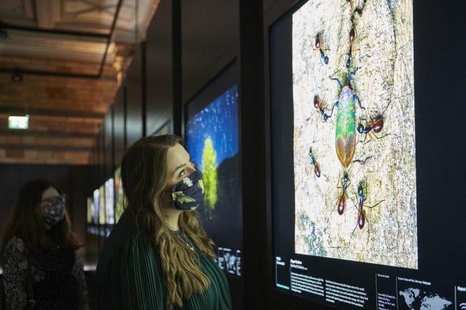 Natural History Museum Guide: Exhibitions And Visitor Info