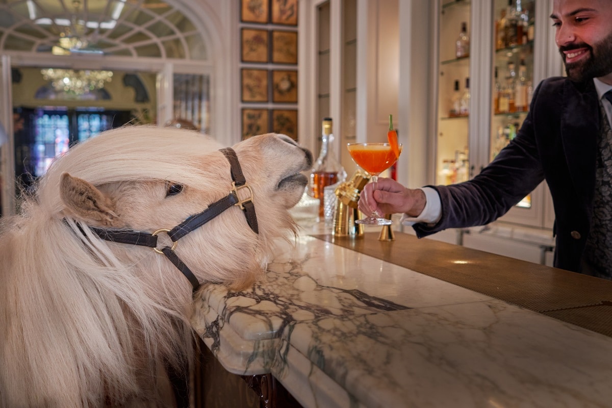 Pony Afternoon Tea: Dine With Teddy The Shetland Pony At The Goring
