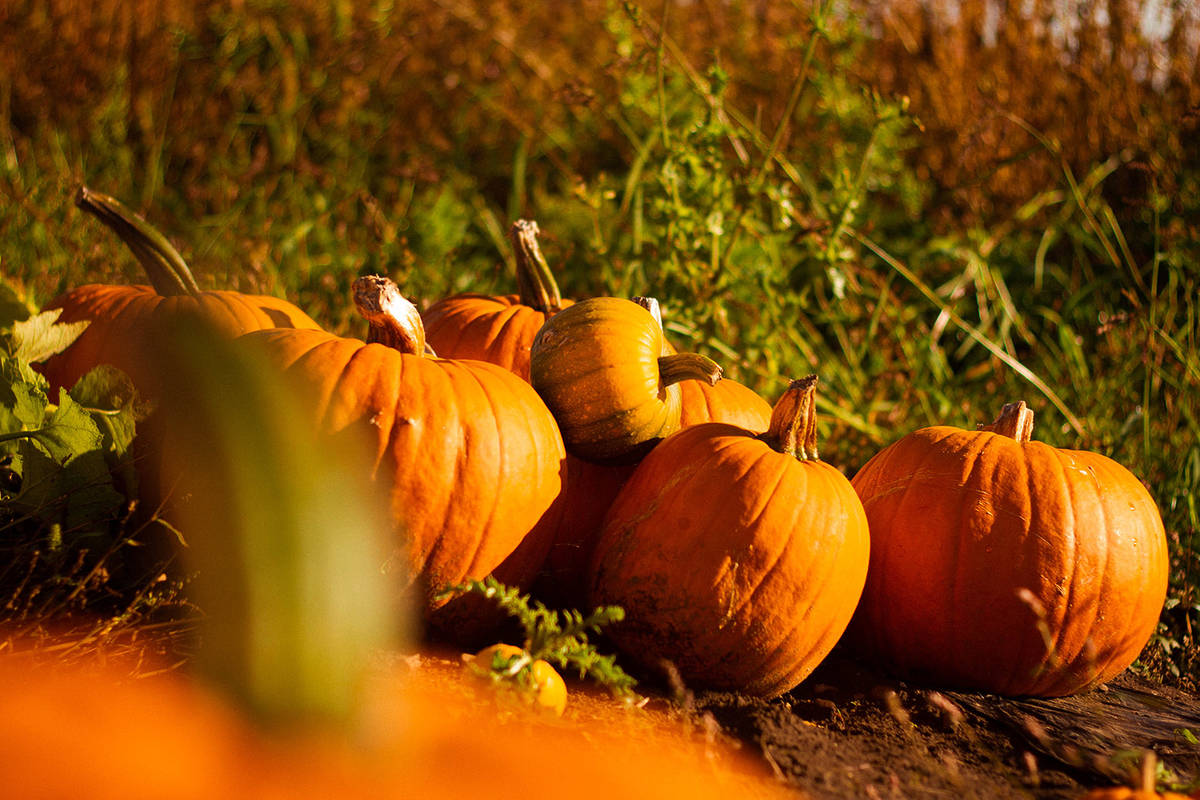 These Are The Best Pumpkin Patches Near London