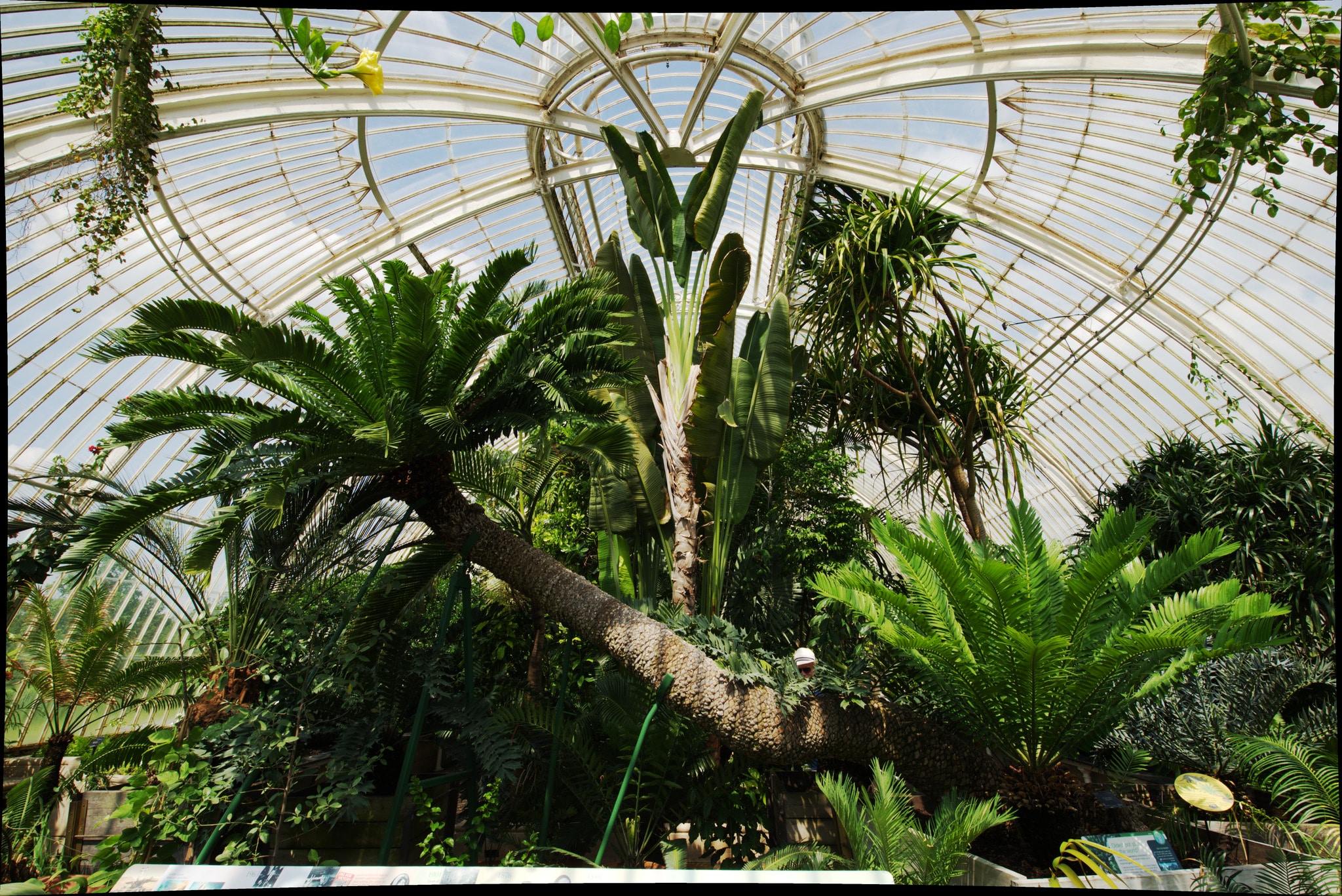 Kew Gardens Holds Record For Largest Collection Of Plants In One Place