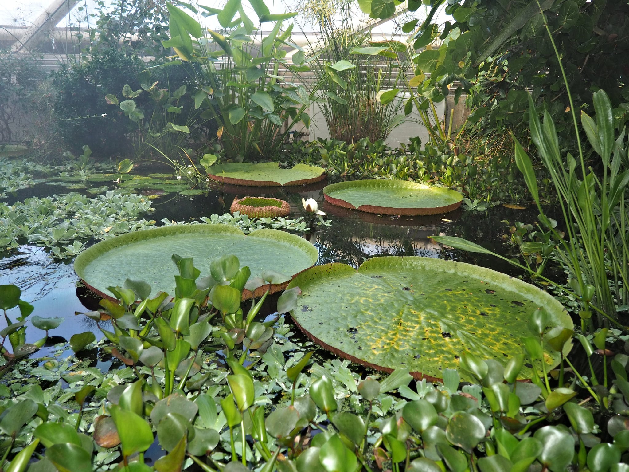 Kew Gardens Holds Record For Largest Collection Of Plants In One Place