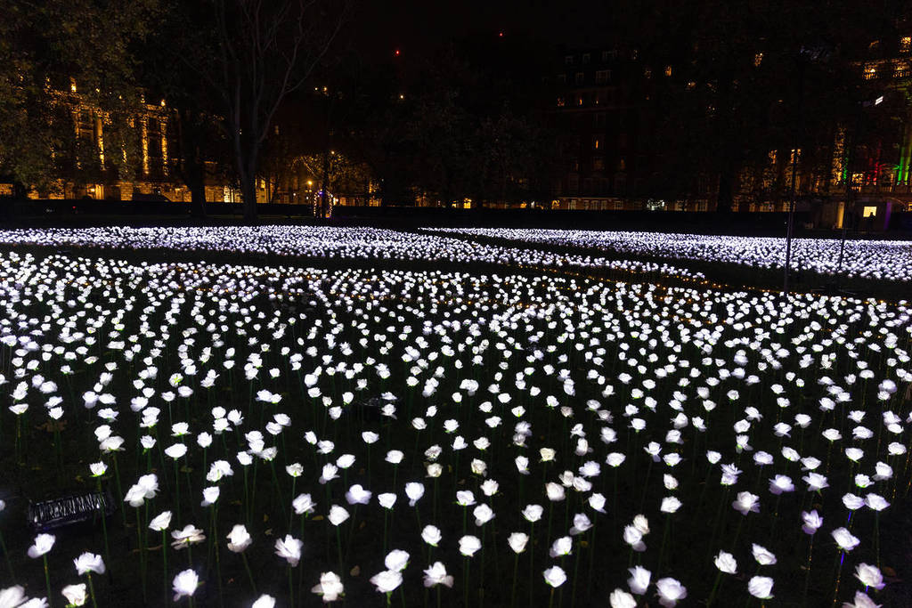 It's Your Last Chance To See Thousands Of White Roses Lighting Up ...