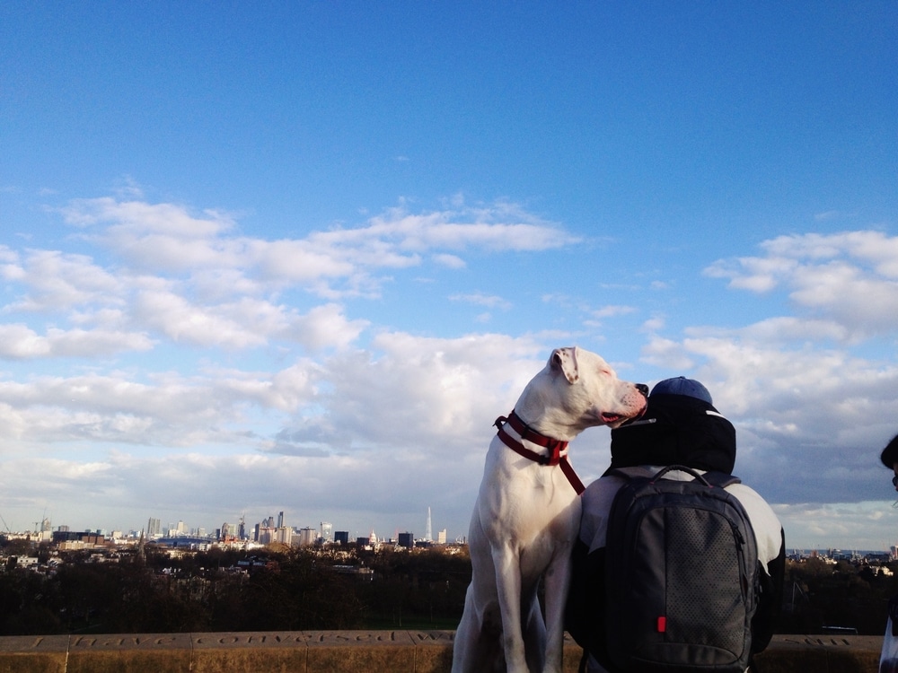 Dog Walks In London: 18 Of The Best To Take Your Four-Legged Friend