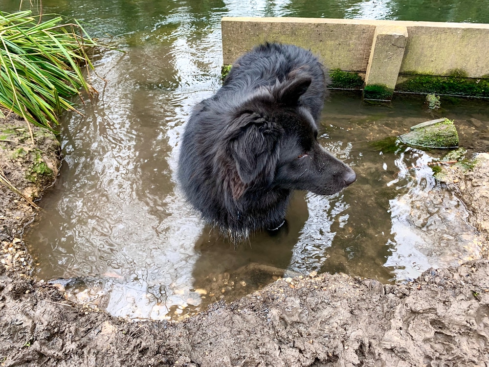 18 Of The Best Dog Walks In London To Accompany Your Pooch On