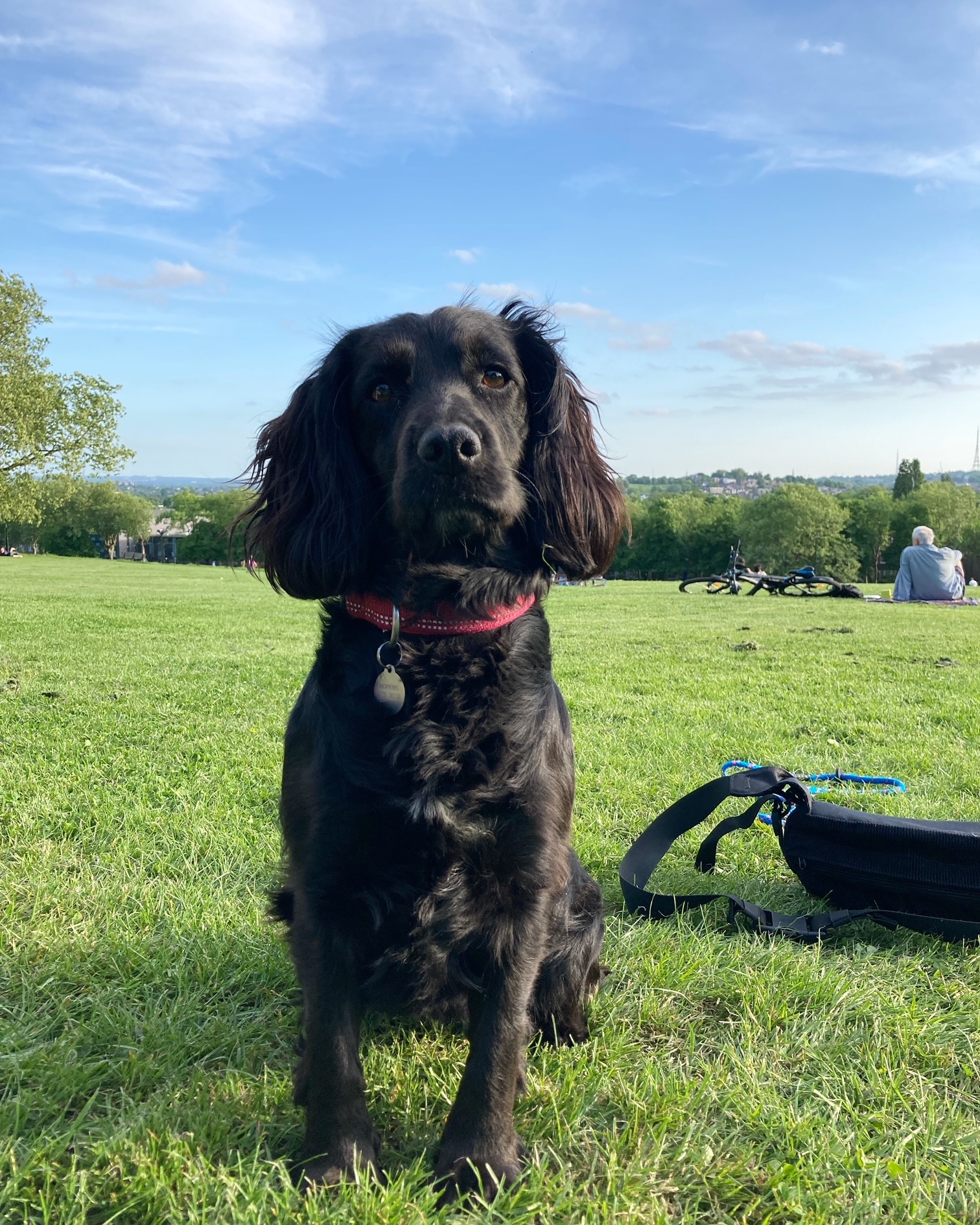 18 Of The Best Dog Walks In London To Accompany Your Pooch On