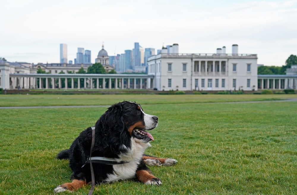 The Best Dog-Friendly Activities In London For You And Your Pooch
