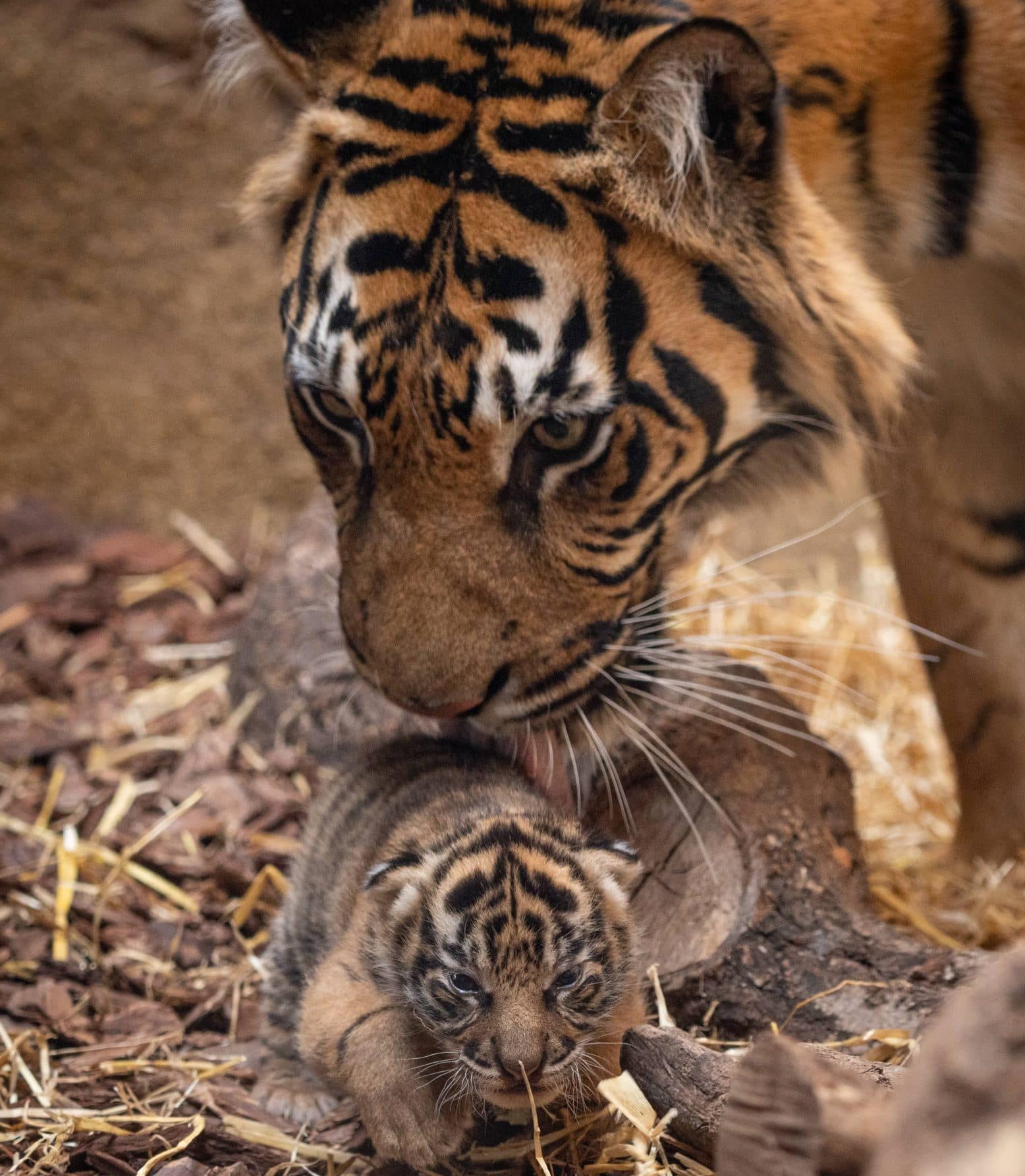 London Zoo Have Shared First Images Of Newborn Sumatran Tiger Cubs