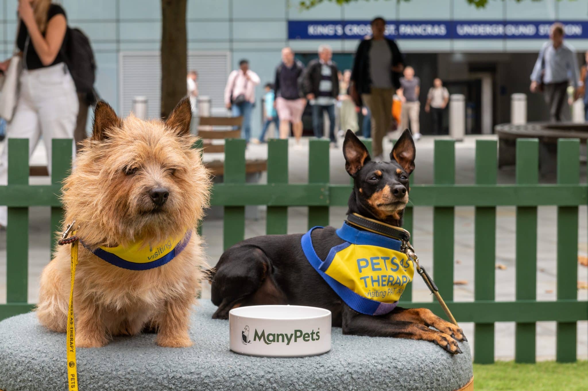 A Pop-Up Dog Petting Booth Is Set Up At King's Cross Today