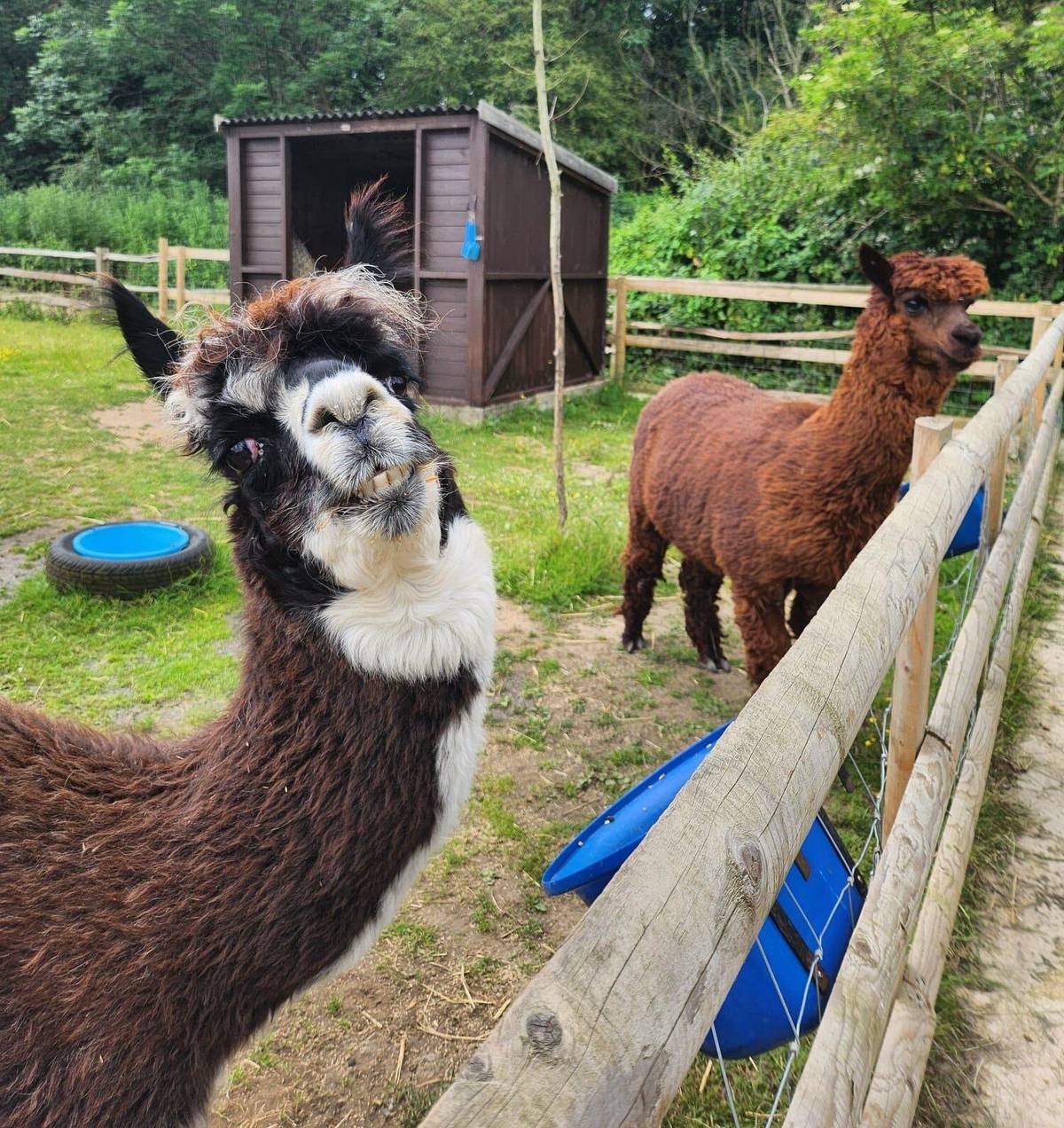 12 Of The Best City Farms To Visit In London