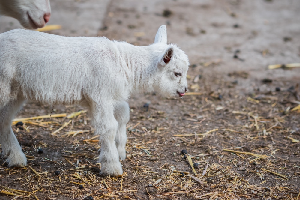 12 Of The Best City Farms To Visit In London