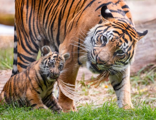 Sumatran Tiger Cub Triplets's Names Revealed - Secret London