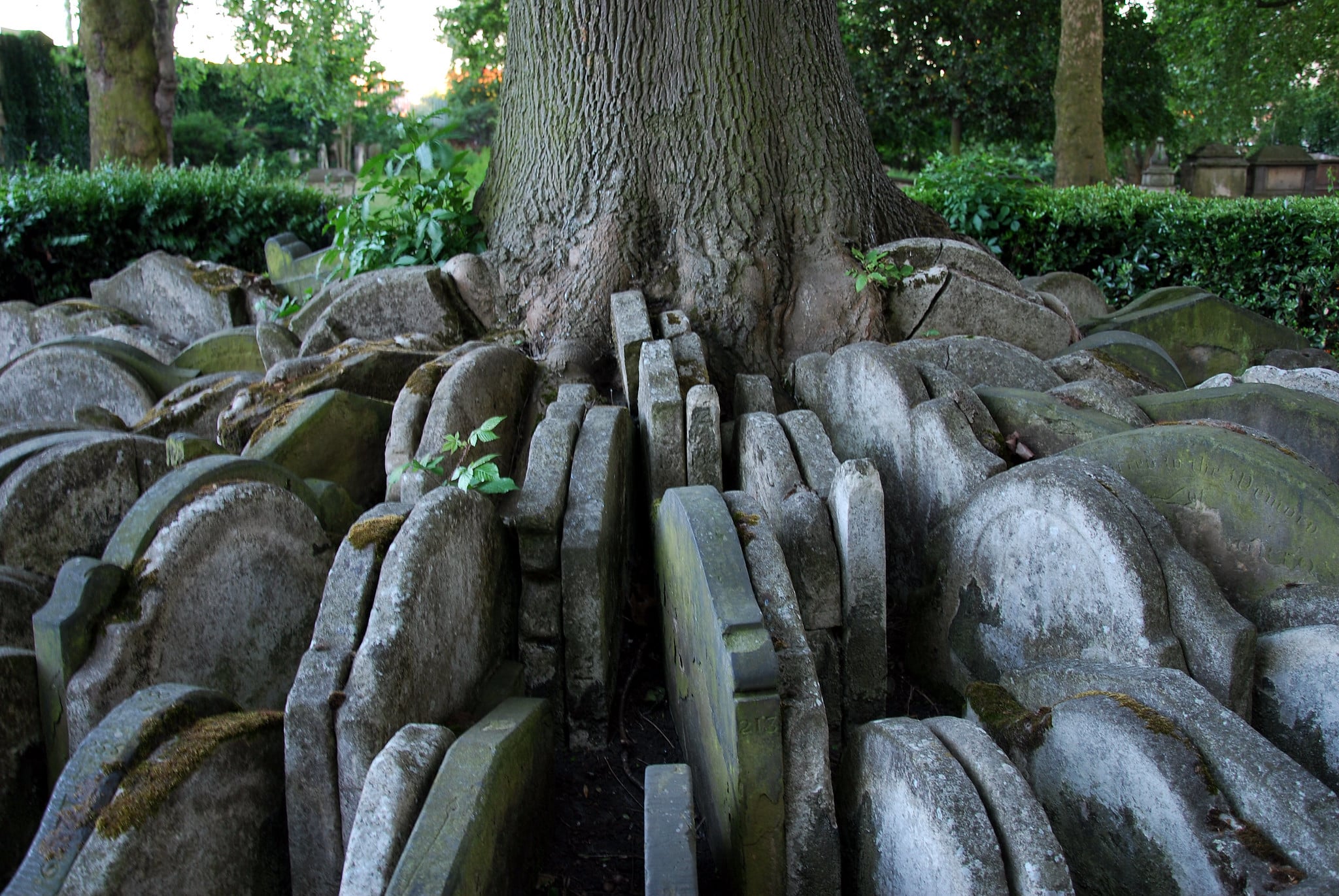 The Famous 'Hardy Tree' In St Pancras Gardens Has Fallen