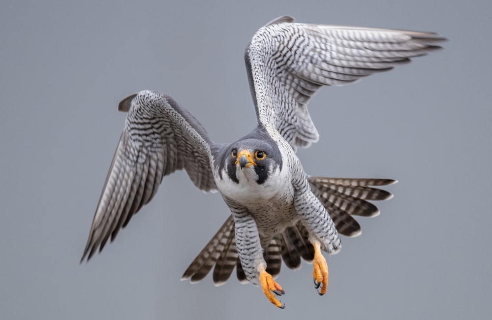Wildlife In London: 10 Of The Best Places To Spot It In Town