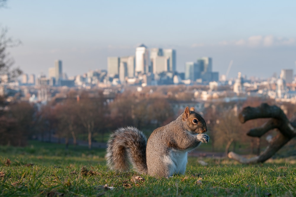 Wildlife In London: 10 Of The Best Places To Spot It In Town