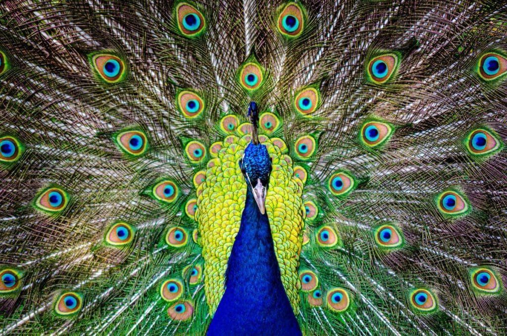 Wildlife In London: 10 Of The Best Places To Spot It In Town