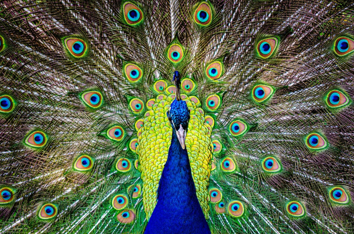 Wildlife In London: 10 Of The Best Places To Spot It In Town
