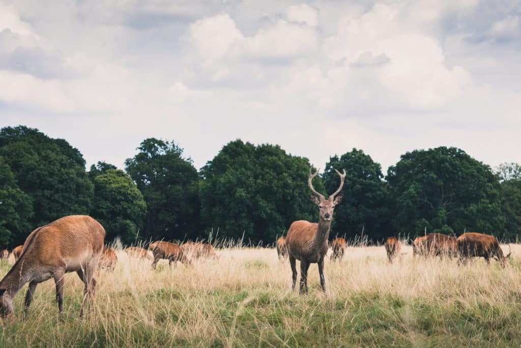 Wildlife In London: 10 Of The Best Places To Spot It In Town