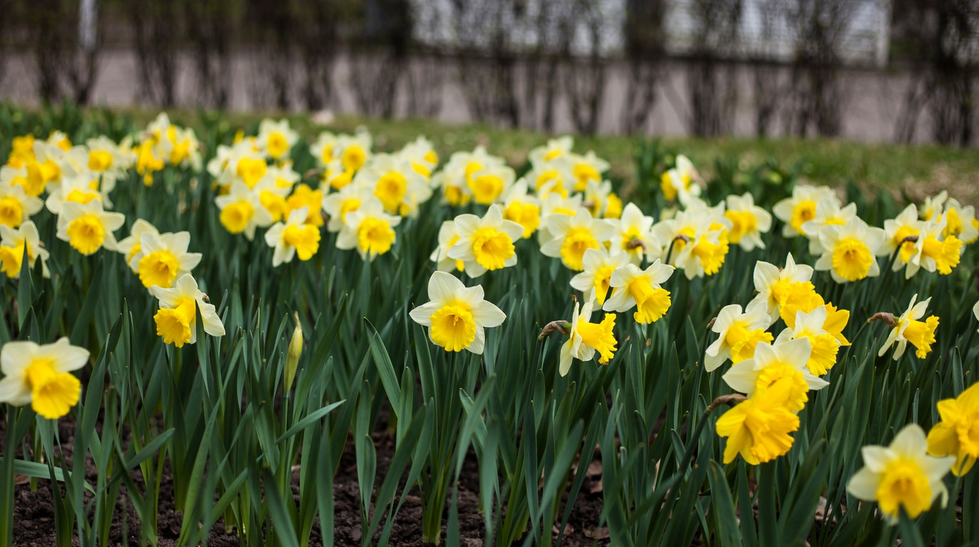 Flower Guide: The Best Places To See London's Beautiful Blooms