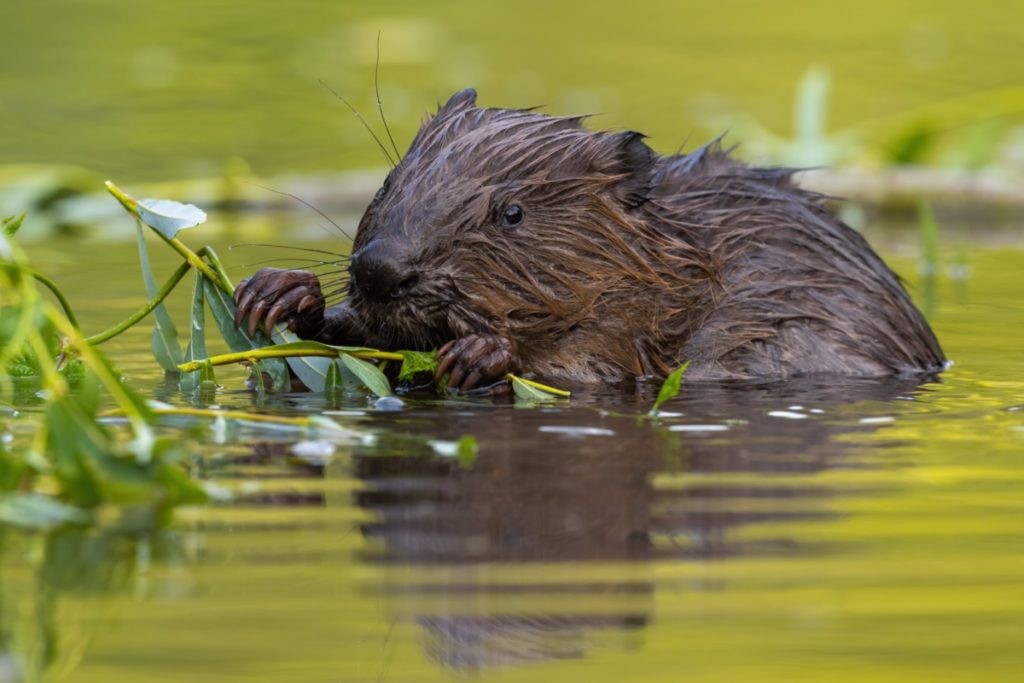 Beavers Set To Return To London As Part Of New Rewilding Project