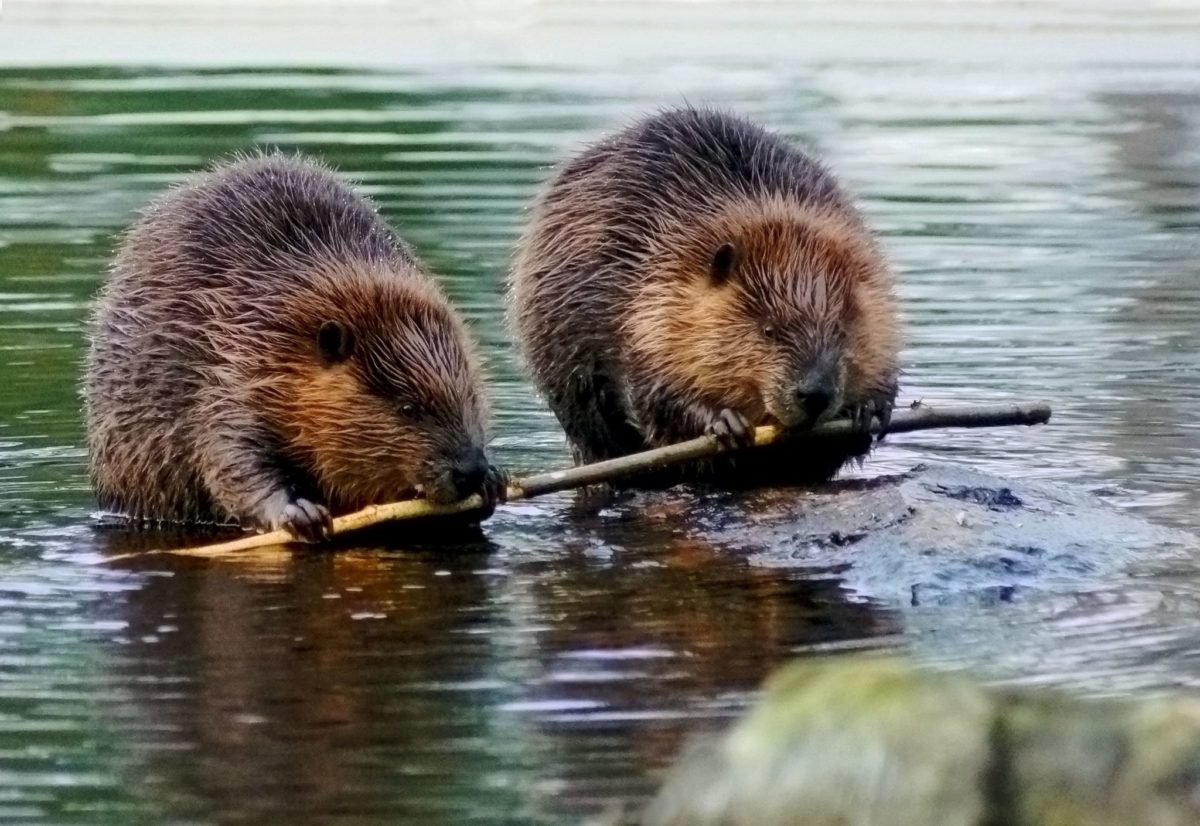 Beavers Set To Return To London As Part Of New Rewilding Project