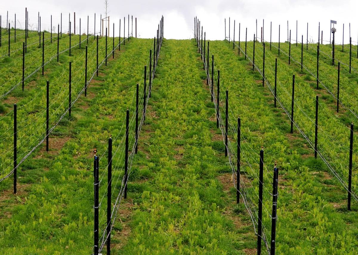 The Very Best Vineyards Near London