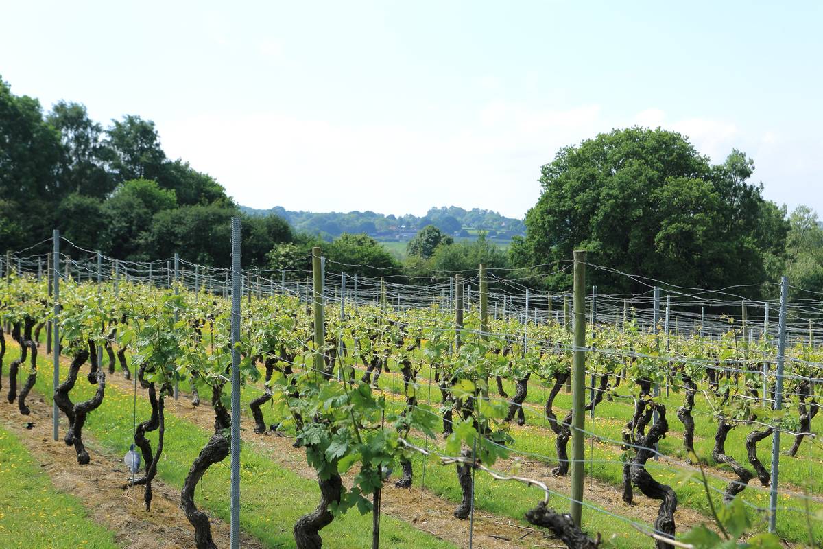The Very Best Vineyards Near London