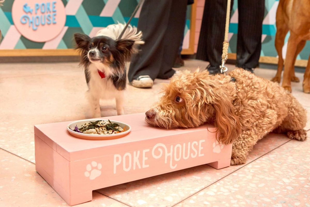Poke House Is Hosting A Paw-fect Bottomless Brunch For Dogs