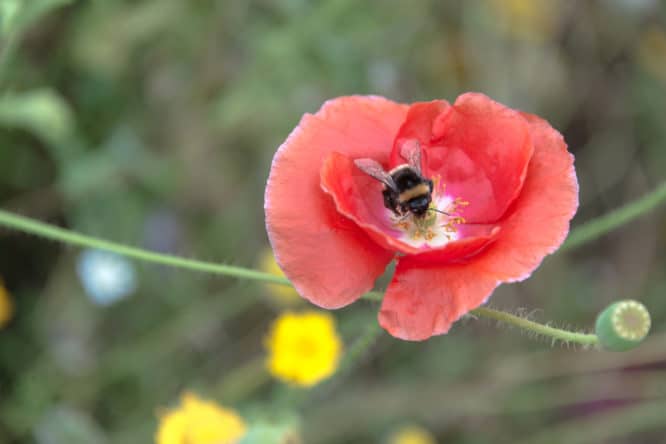 Vast Wildflower Plots Are Being Planted Around London