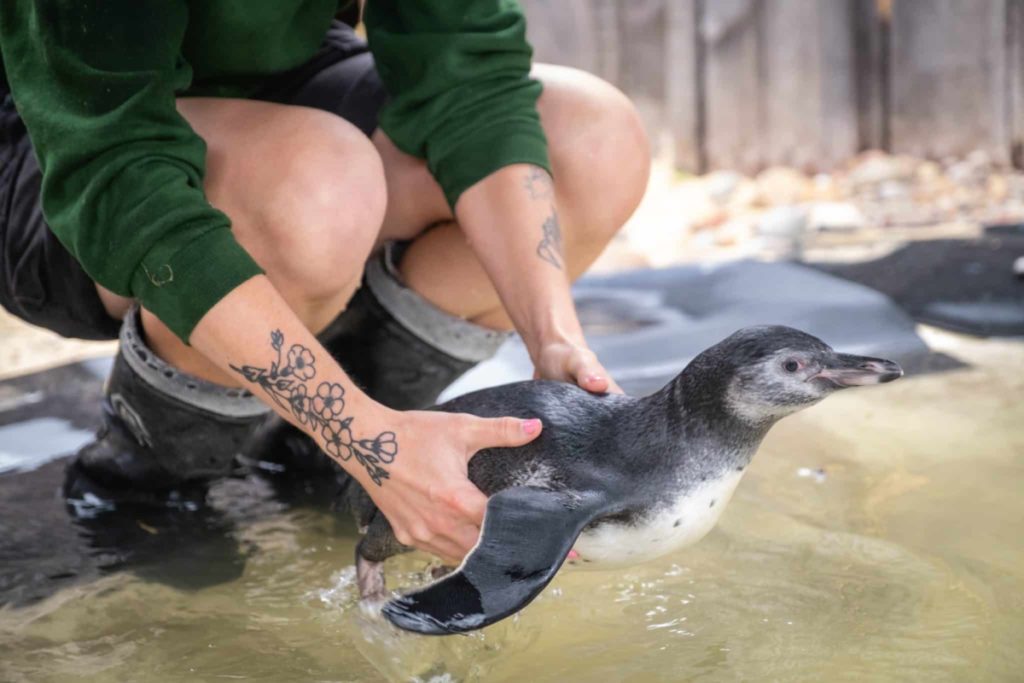 London Zoo's Newest Penguin Chicks Made A Splash This Week
