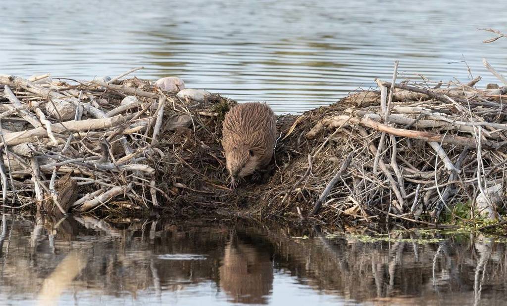Beavers Are Back In London For The First Time In 400 Years
