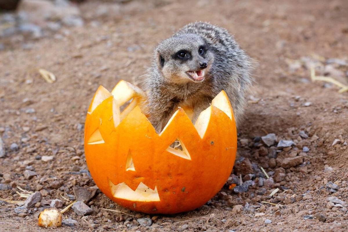 Here Are Some Spooktastic Things To Do With Kids This Halloween