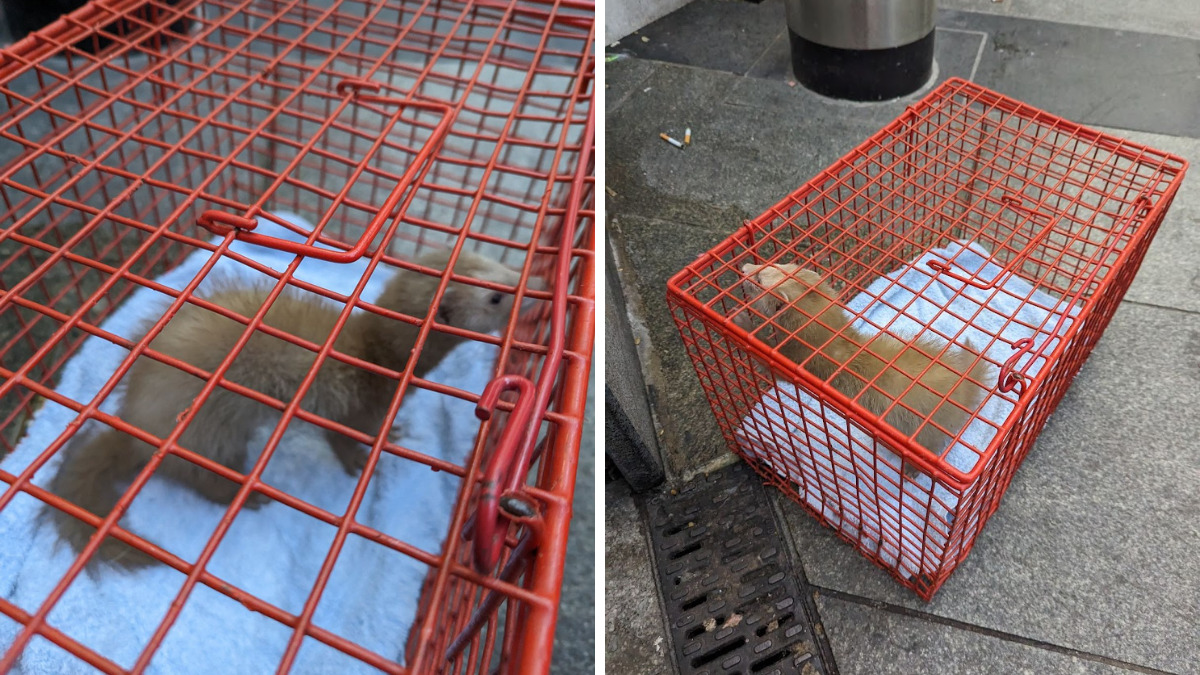A Ferret Has Been Rescued From Victoria Tube Station