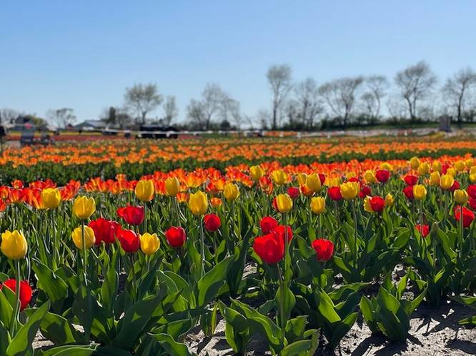 A Huge Tulip Field Has Opened Less Than An Hour From London