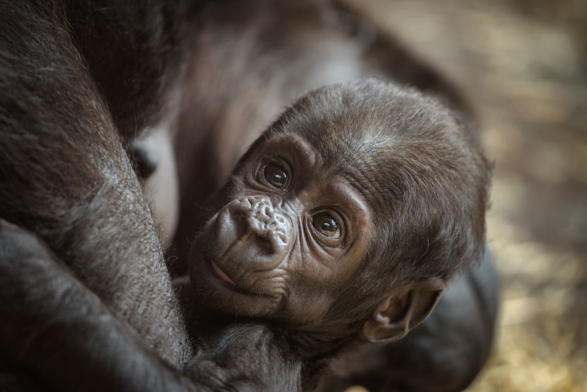 London Zoo Welcomes Birth Of Second Critically Endangered Gorilla