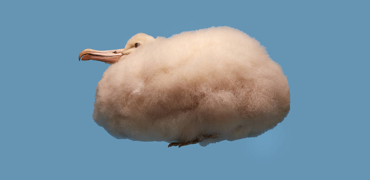 This Exhibition Celebrates The World's Weird And Wonderful Birds