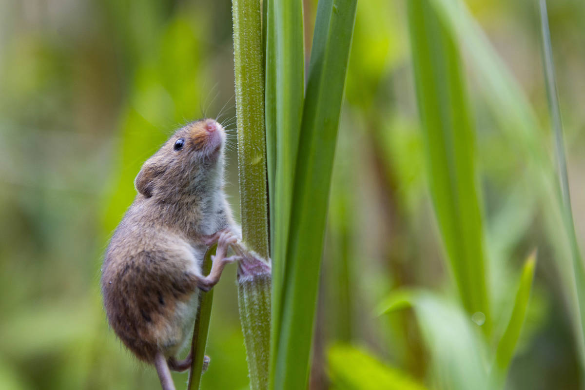 Harvest Mice Reintroduced To West London Forest